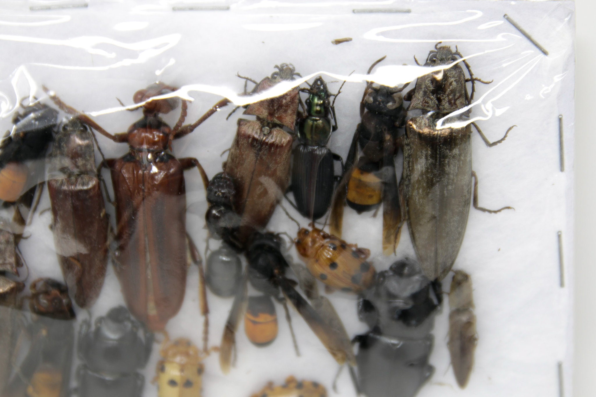 Insect Specimen Collection, Thailand 2021 (Various Coleoptera) SET#AI21