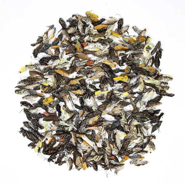 Dried Butterflies - Etsy