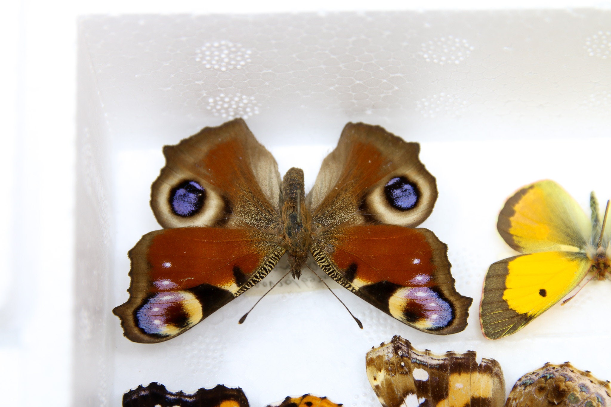 Real Pinned European Butterflies, Various Vintage English LEPIDOPTERA ...