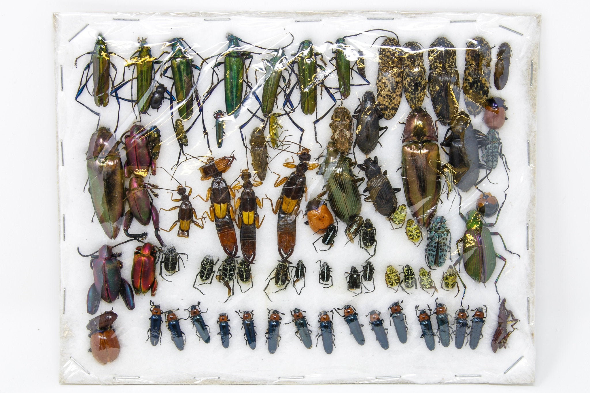 Insect Specimen Collection, Laos 2021 (Southeast Asia) Set #509