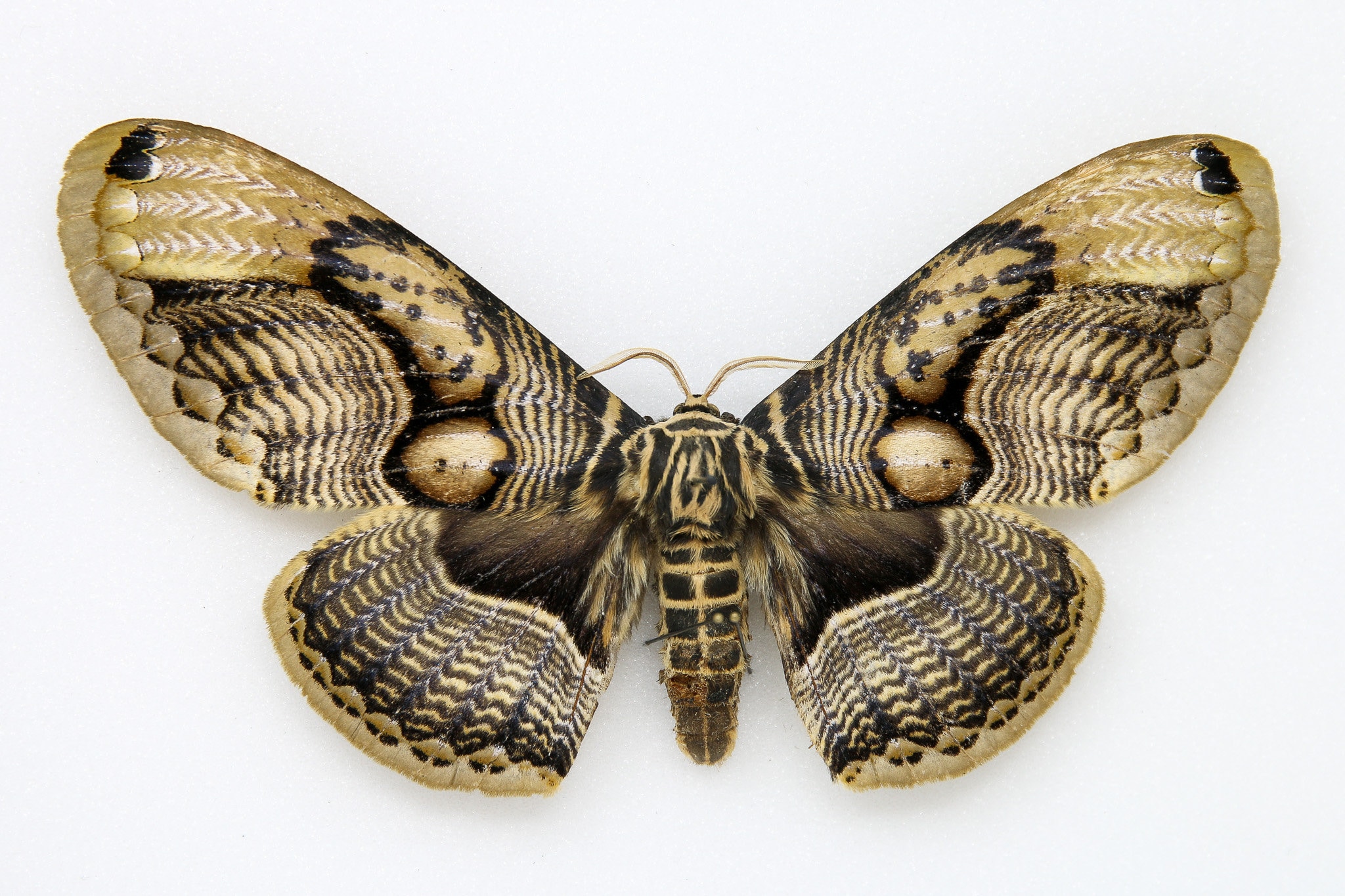 Brahmaea Moths Pinned Box Frame Taxidermy Collection | Real Entomology ...