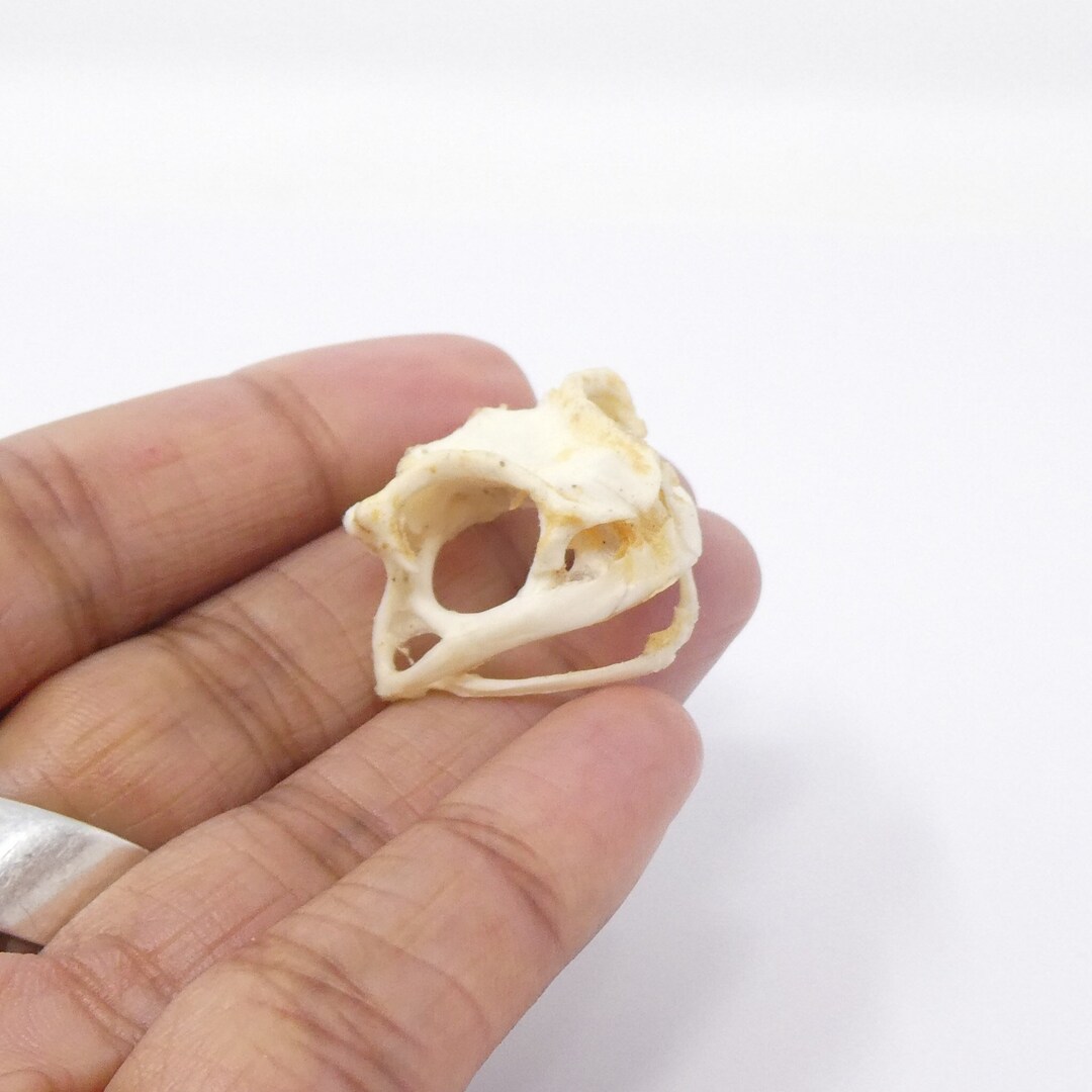 Asian Toad Skull (duttaphrynus Melanostictus) A1 Preserved Skull 25mm ...