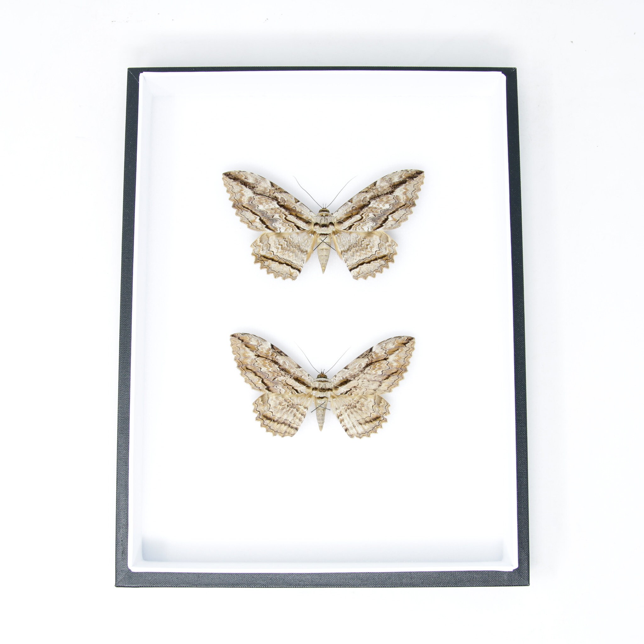Silk Moth Taxidermy Specimens | Pinned Lepidoptera, Entomology Box ...