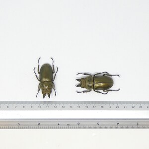 TWO (2) Golden Stag Beetles (allotopus Rosenbergi) +45mm, A1 LARGE ...