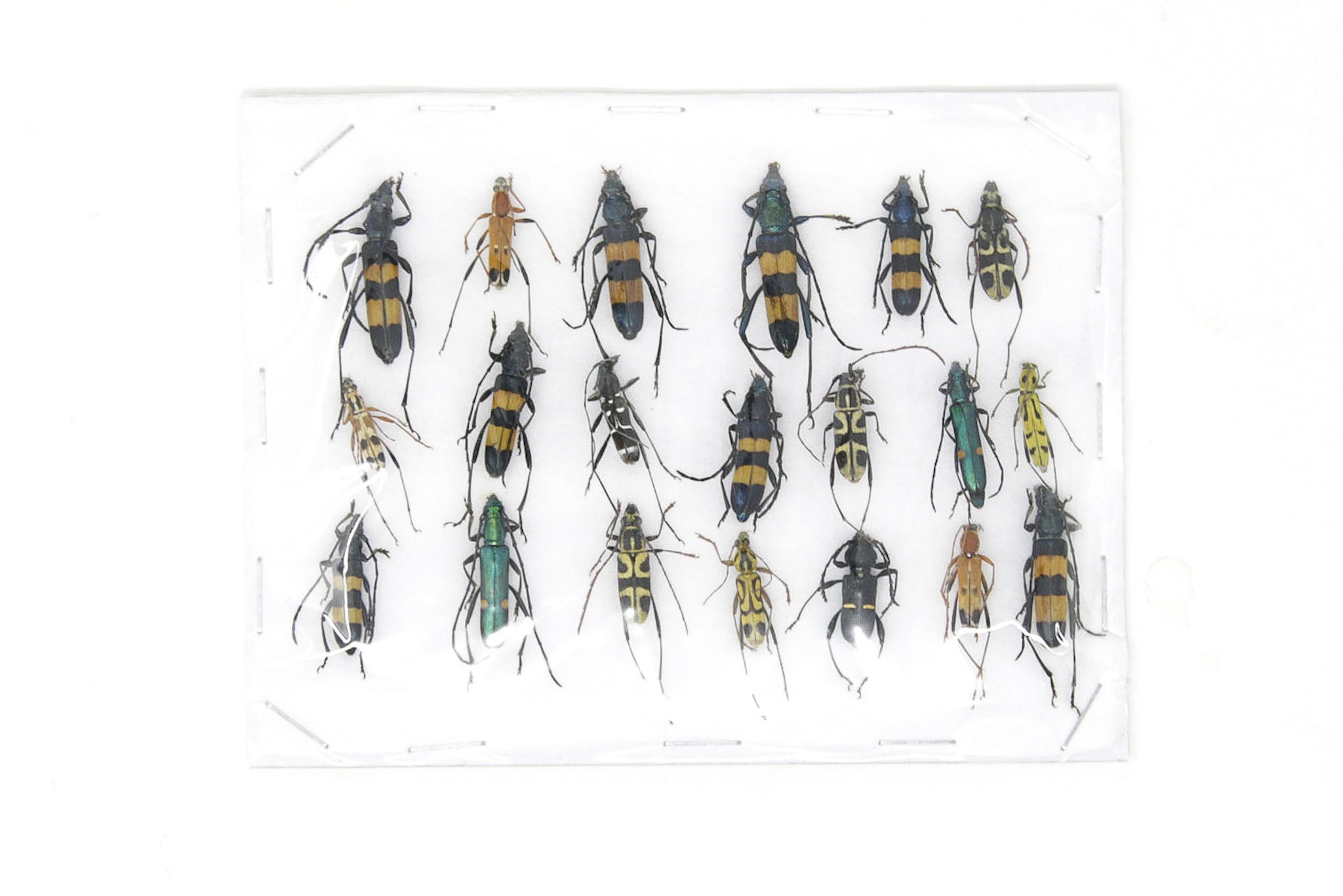 Insect Specimen Collection, Thailand 2021 (Various Coleoptera) SET#AI09