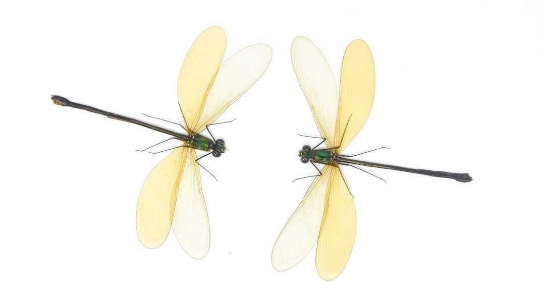 TWO (2) Female Damselfly (neurobasis Kaupi Pavo) SPREAD-WINGS A1 ...