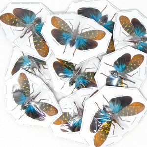 Two (2) Lantern Bugs, Pyrops Synavei (spread) A1 Specimens - Etsy