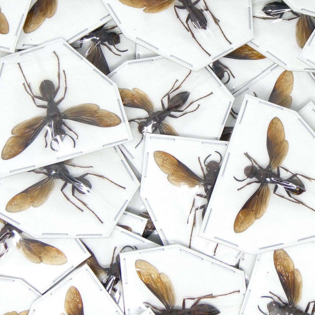 Lot of 10 SPREAD Paper Wasps (polistes Tenebricosus) A1 Wings-open - Etsy