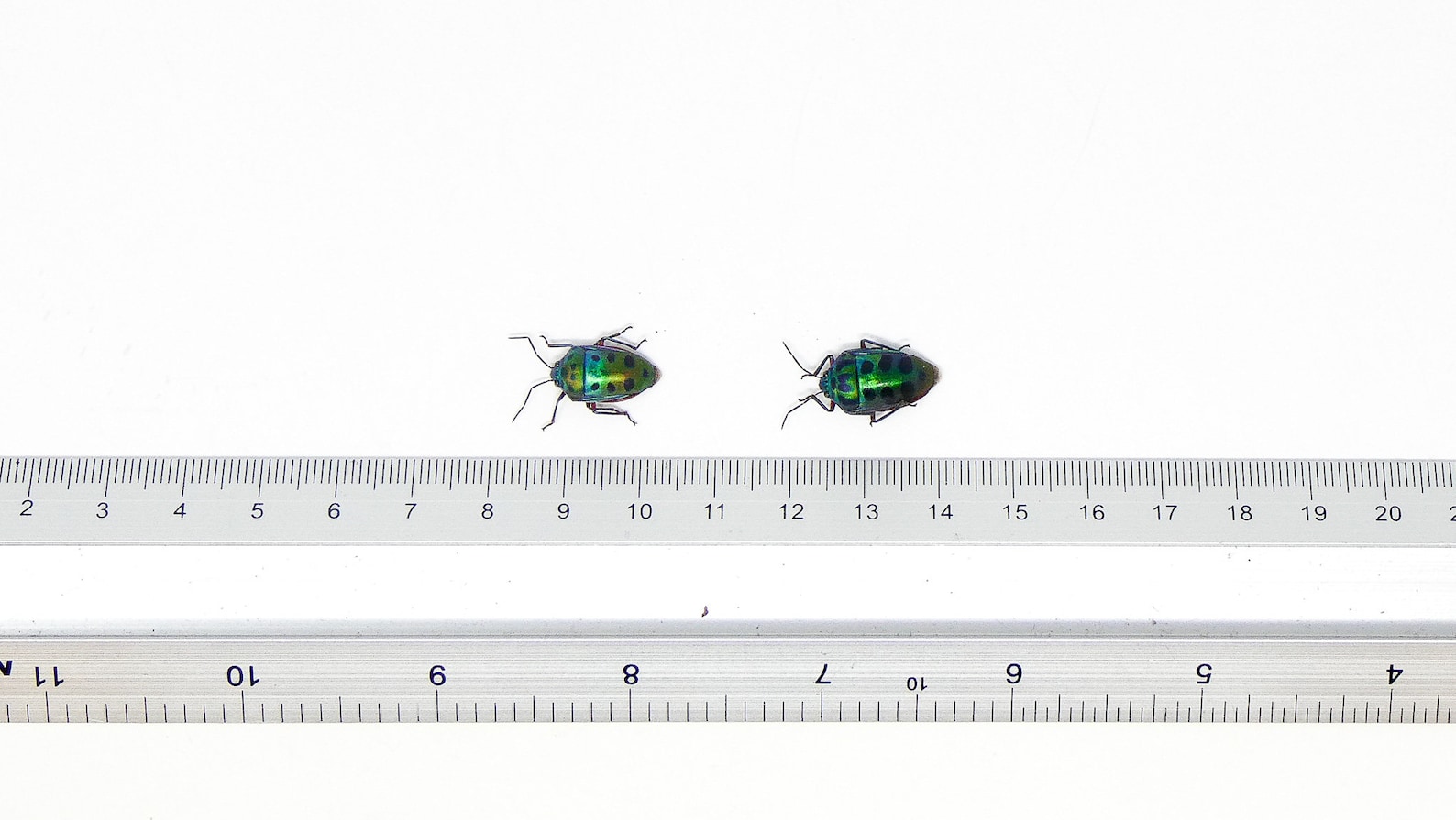 TWO (2) Mangrove Jewel Bugs (calliphara Nobilis) A1 Dry-preserved ...