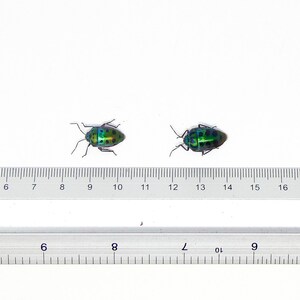 TWO (2) Mangrove Jewel Bugs (calliphara Nobilis) A1 Dry-preserved ...