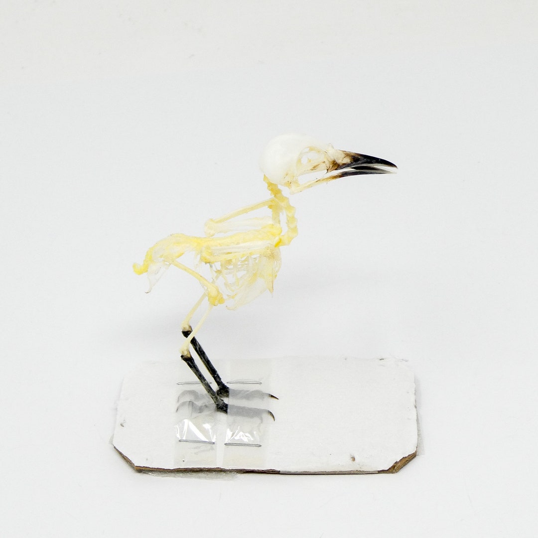 Sooty-headed Bulbul SKELETON (pycnonotus Aurigaster) A1 Bone Specimen ...