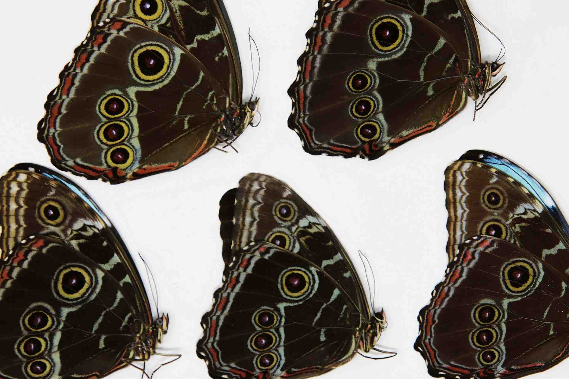 FIVE (5) Morpho peleides A1 | Blue Morpho Butterflies Peru | Dry ...