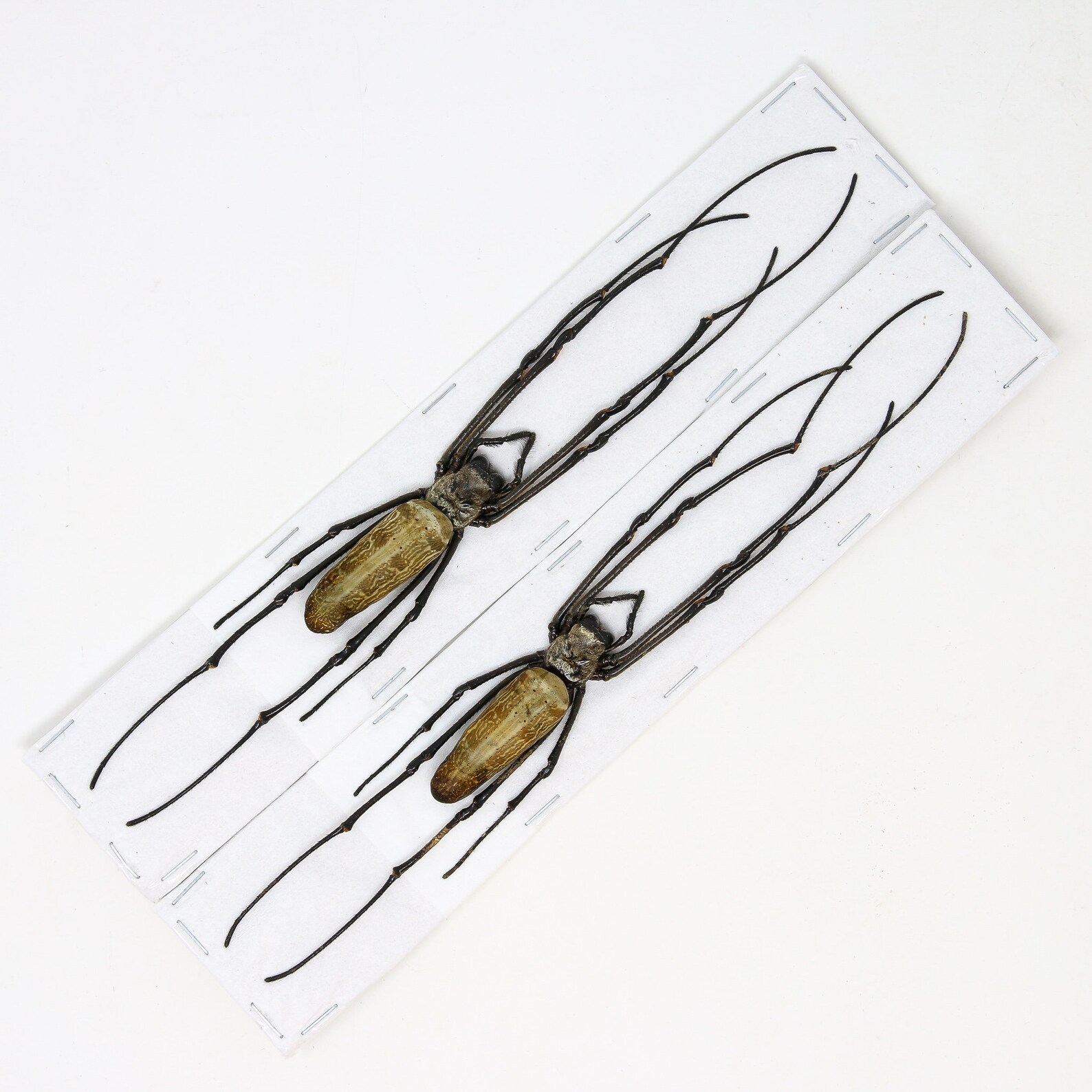 10 X Golden Orb Weaver Spiders (nephila Pilipes) 8 Inch | A1 Unmounted ...