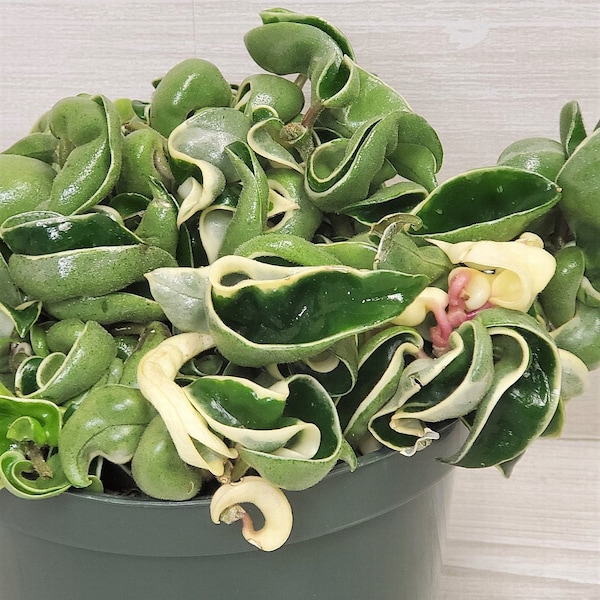 Hoya Rope Plant - Etsy