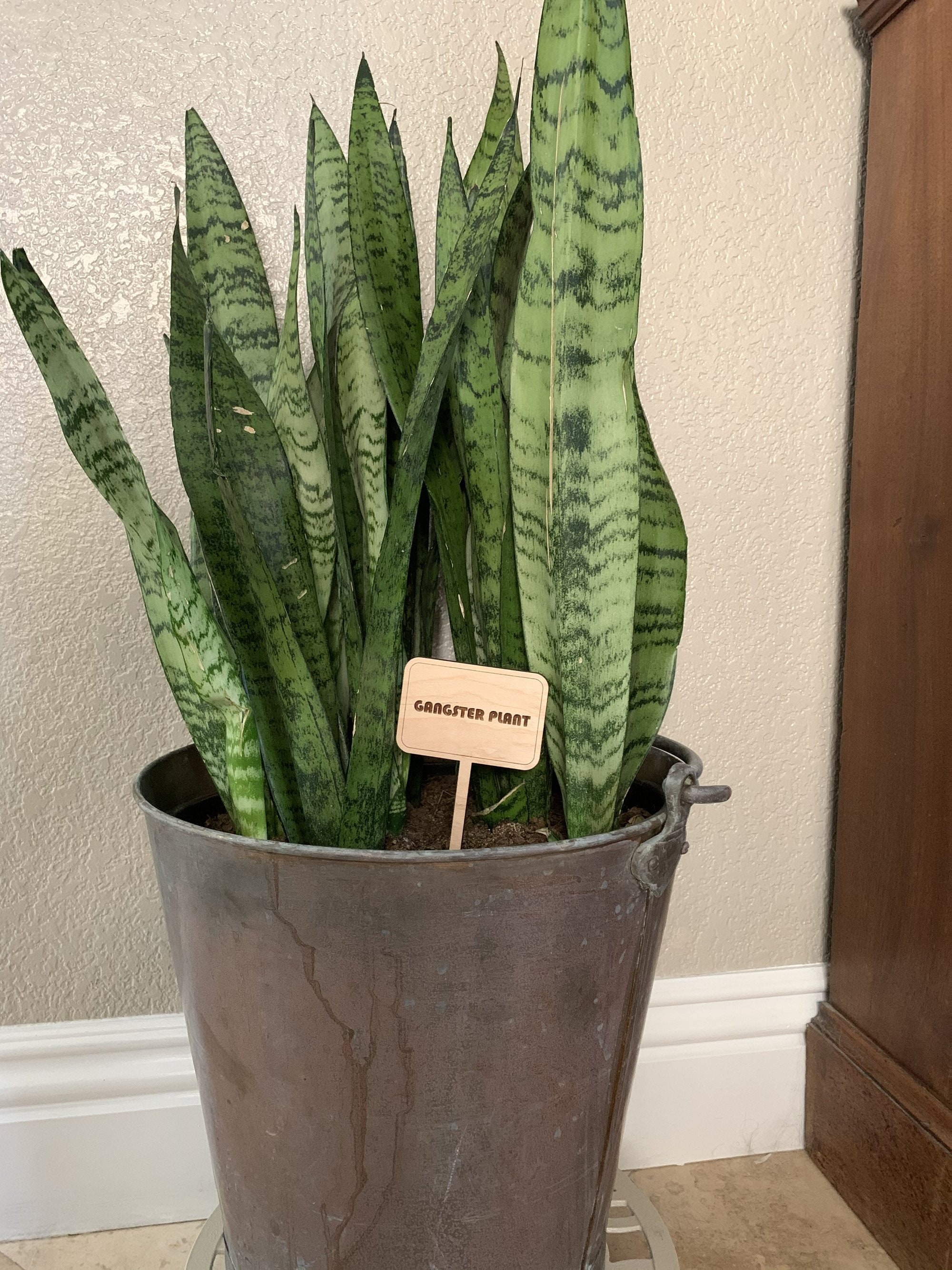 Plant Marker Pothos Plant Marker Houseplant Marker Boho | Etsy