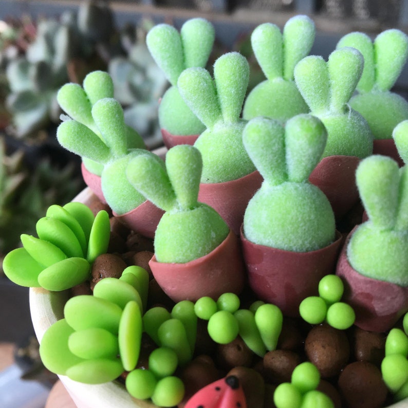 1Pot Monilaria moniliforme planter pot,Monilaria rabbit succulent ...