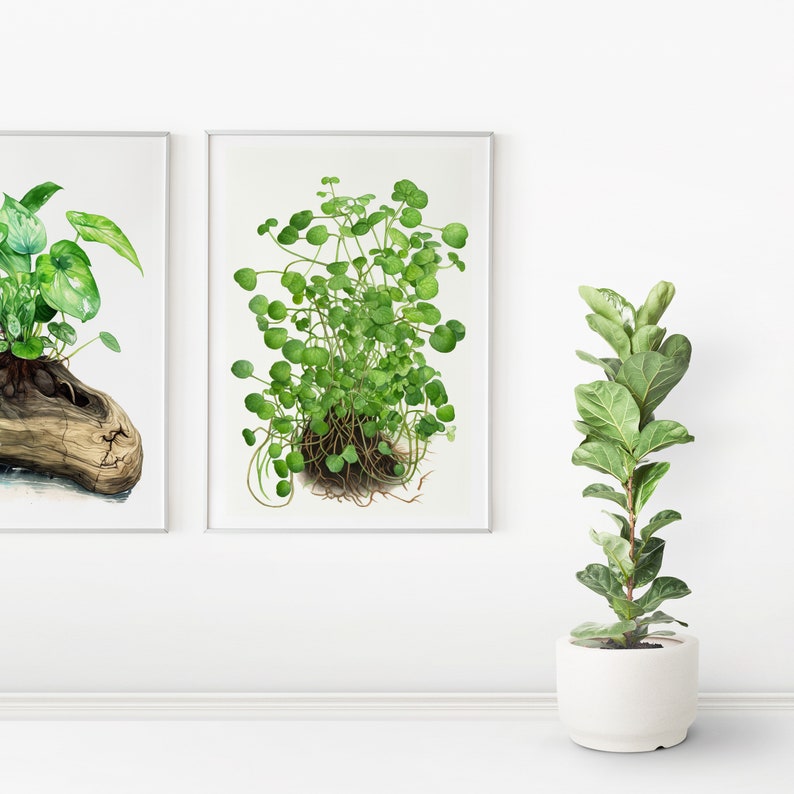 Hydrocotyle Tripartita Digital Illustration - Aquatic Plant Art - Etsy
