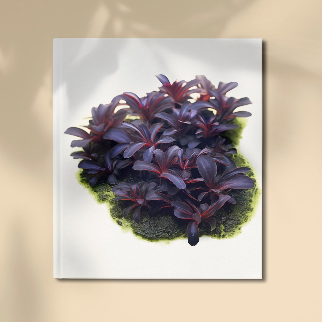 Bucephalandra Sp. Theia Digital Illustration - Aquatic Plant Art - Etsy