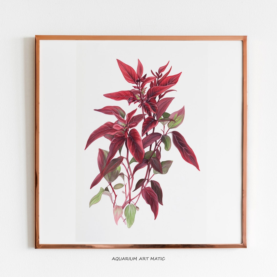 Alternanthera Reineckii Rosanervig Digital Illustration Aquatic Plant ...
