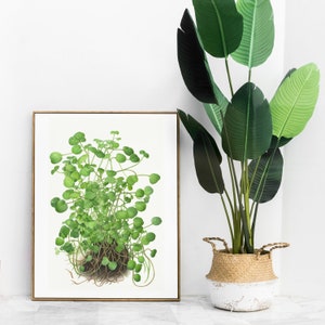 Hydrocotyle Tripartita Digital Illustration - Aquatic Plant Art - Etsy