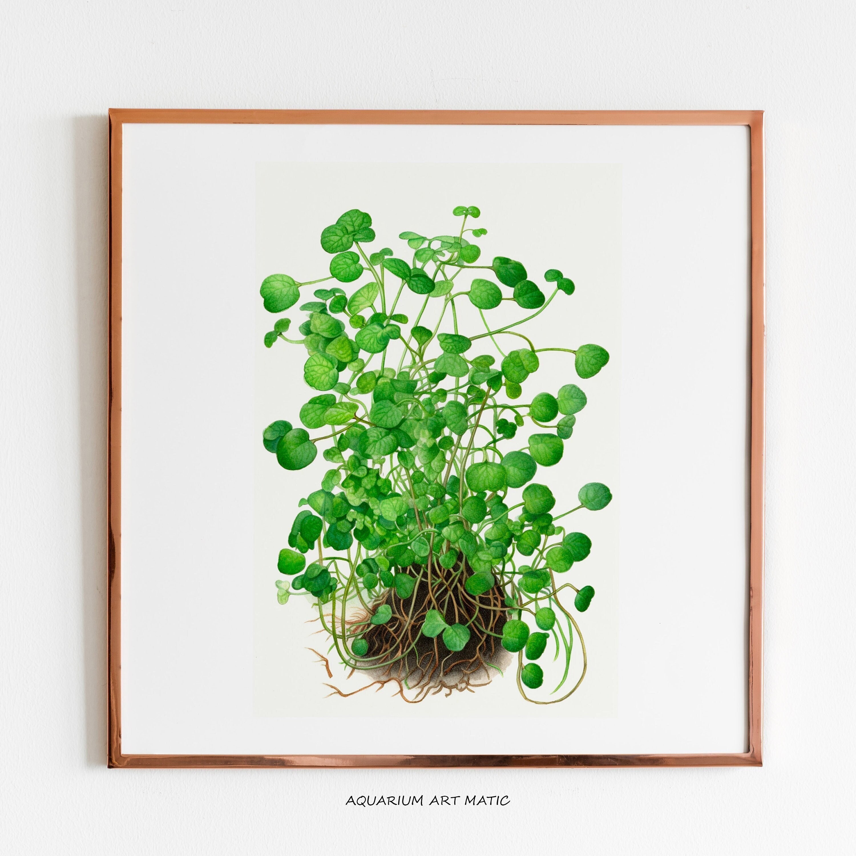 Hydrocotyle Tripartita Digital Illustration - Aquatic Plant Art - Etsy