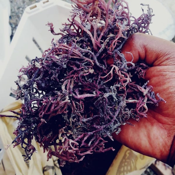 Wild Sea Moss - Etsy