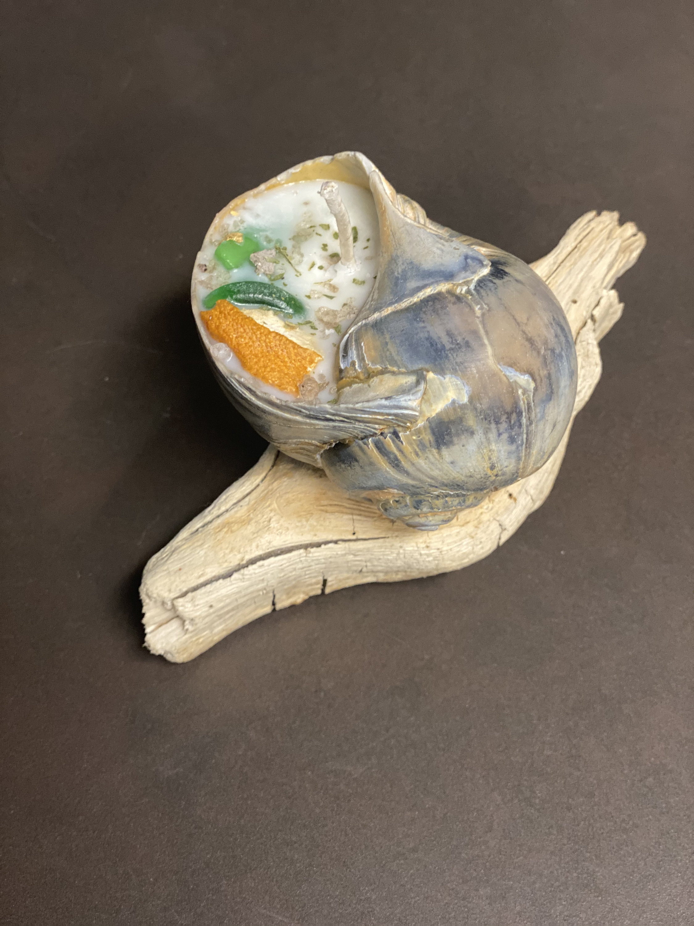 Moon Snail Shell