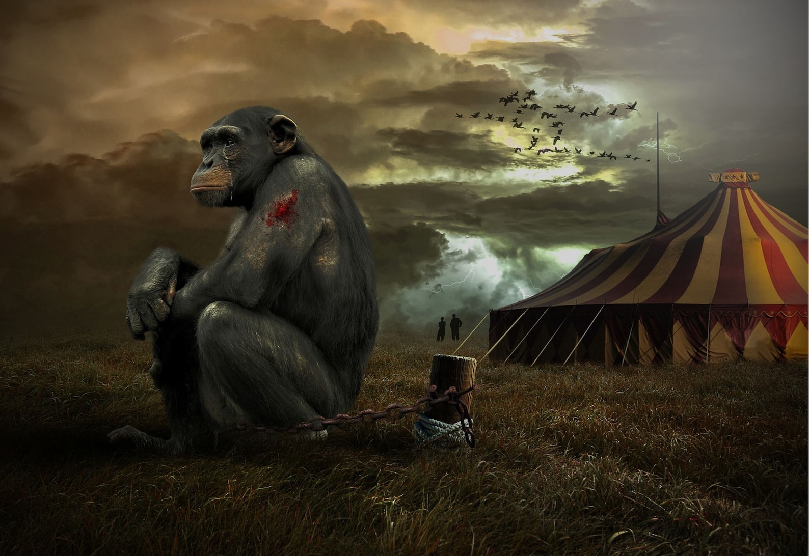 Monkey Crying, With a Variety of Sizes You'll Love. Explore Now! - Etsy