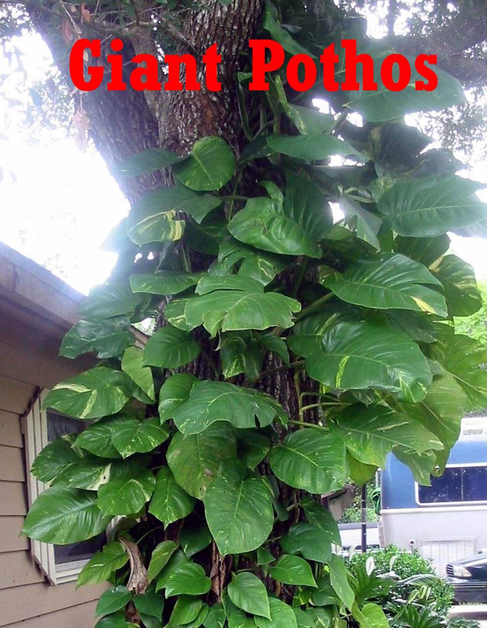 Giant Pothos Philodendron Will Grow Giant Leaves Loves to Climb Trees ...