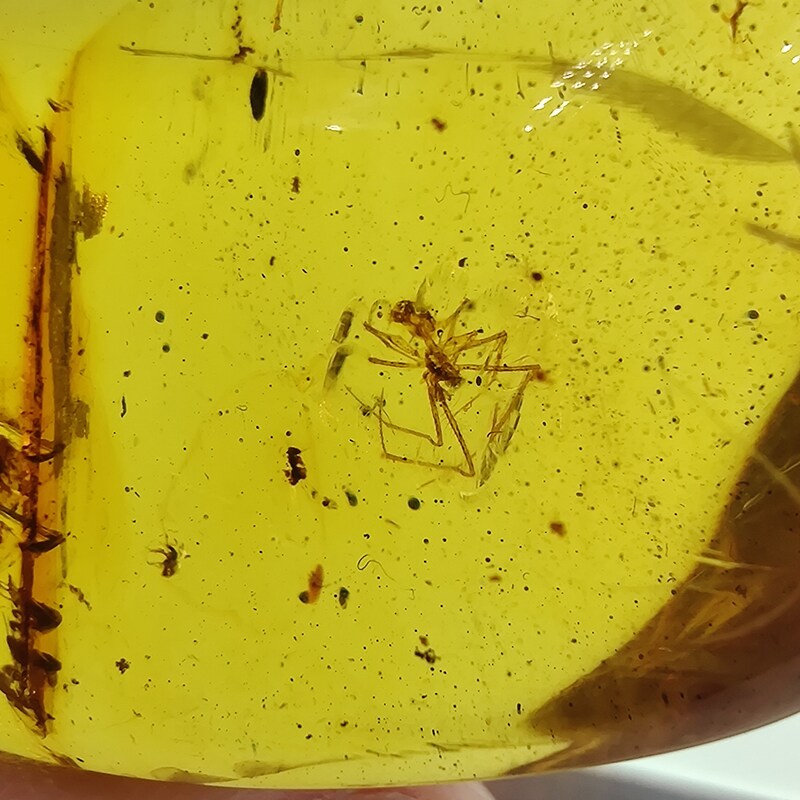 Amber With Insect - Etsy