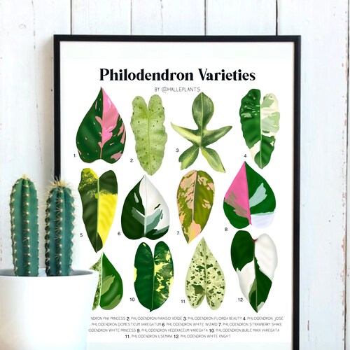 Royal Philodendron Varieties Plant Identification Chart | Etsy