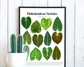 Philodendron Varieties Plant Identification Chart Digital | Etsy