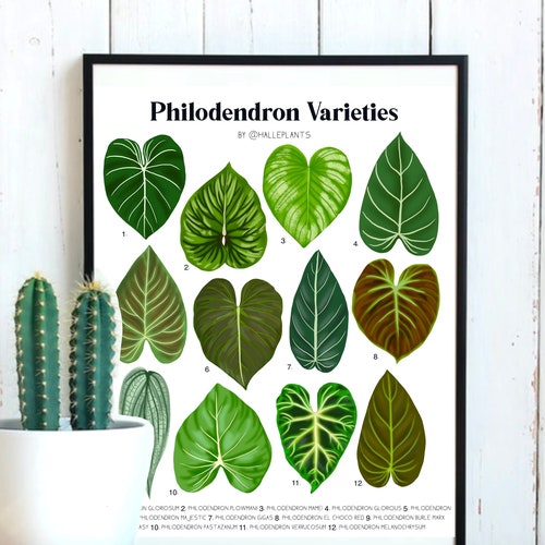 Royal Philodendron Varieties Plant Identification Chart - Etsy
