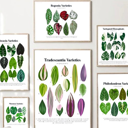 BUNDLE 16 Plant Identification Charts Digital Download - Etsy
