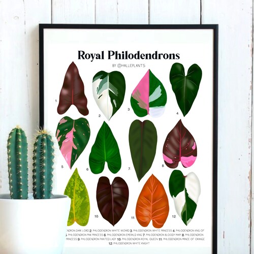 Begonia Varieties Plant Identification Chart Digital - Etsy