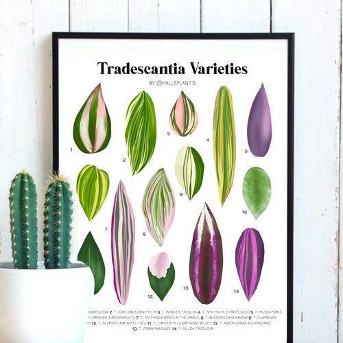 Royal Philodendron Varieties Plant Identification Chart | Etsy