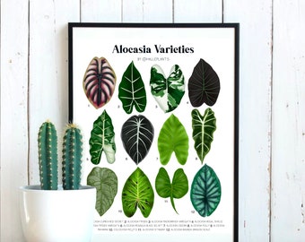 Monstera Varieties Plant Identification Chart Digital | Etsy