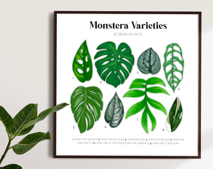 Monstera Varieties Plant Identification Chart Digital - Etsy