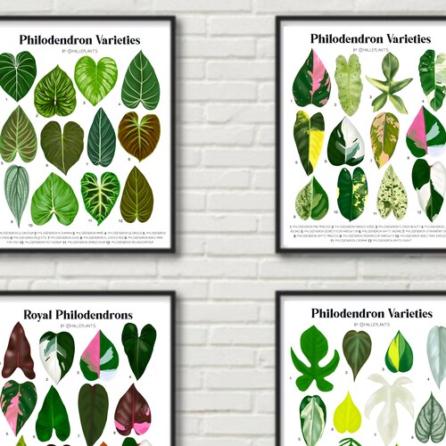BUNDLE 4 Philodendron Varieties Plant Identification | Etsy