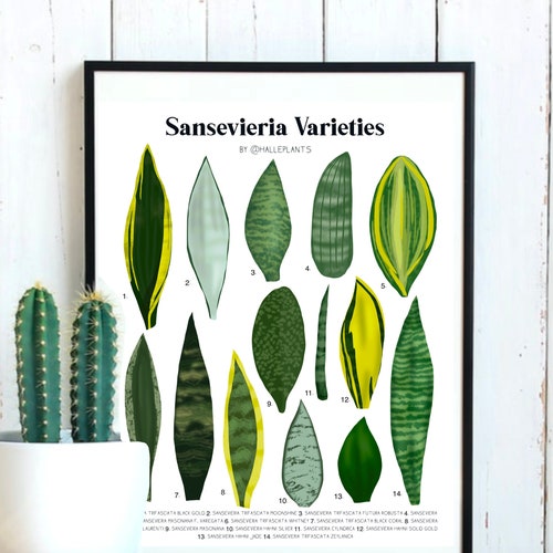 Hoya Varieties Plant Identification Chart Digital Download - Etsy