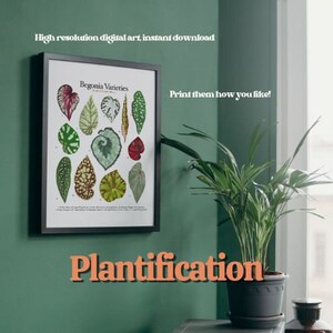 Begonia Varieties - Plant Identification Chart - Digital Download - Etsy