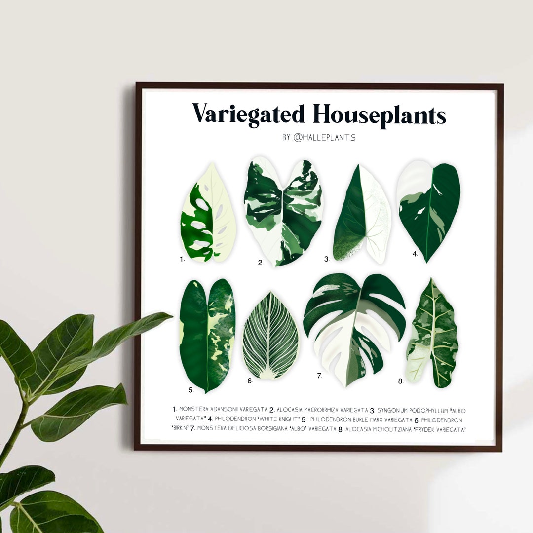 Variegated Varieties - Plant Identification Chart - Digital Download ...