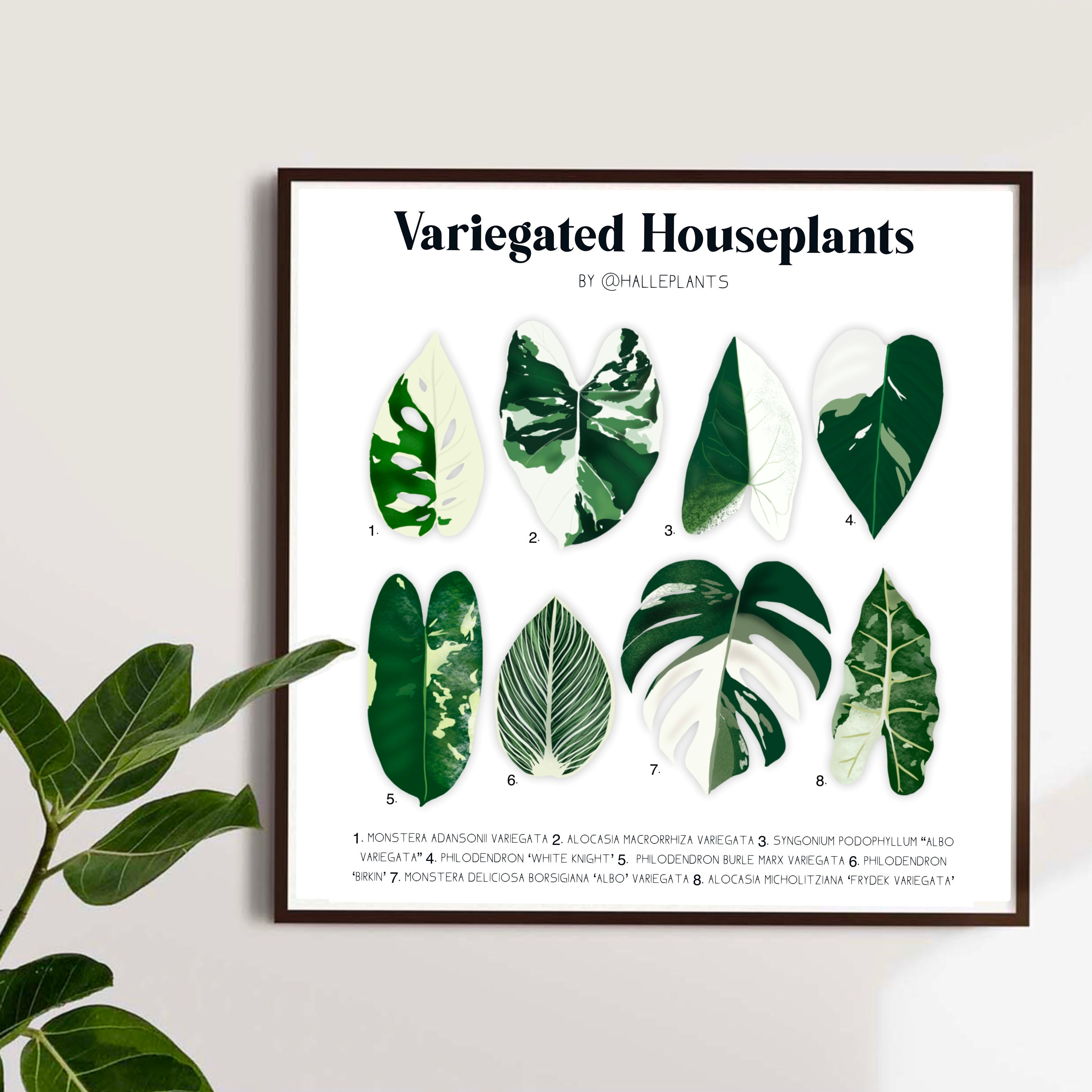 Variegated Varieties Plant Identification Chart Digital - Etsy Canada
