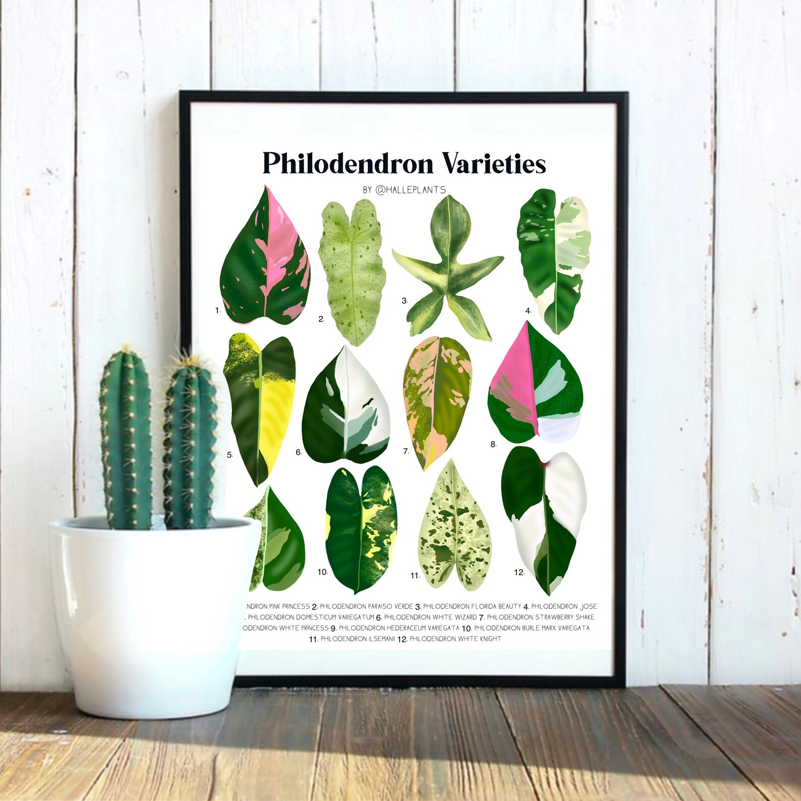 Variegated Philodendron Varieties Plant Identification Chart - Etsy
