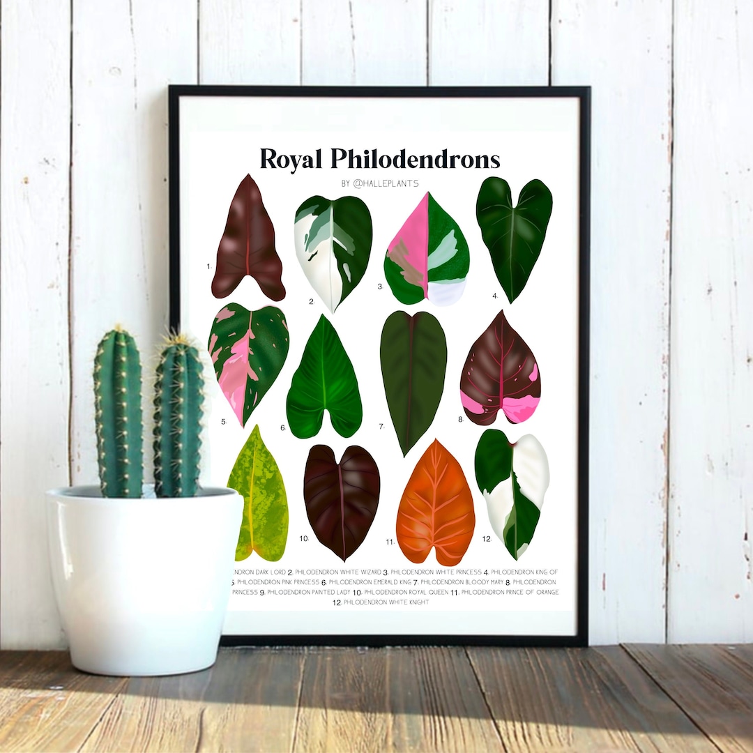Royal Philodendron Varieties Plant Identification Chart Digital ...