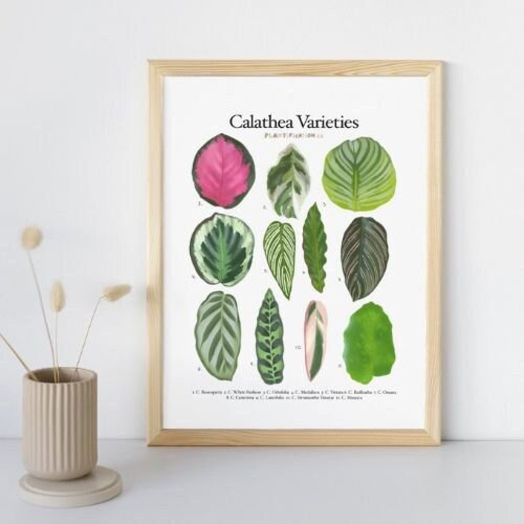 Calathea Varieties - Plant Identification Chart - Digital Download - Etsy