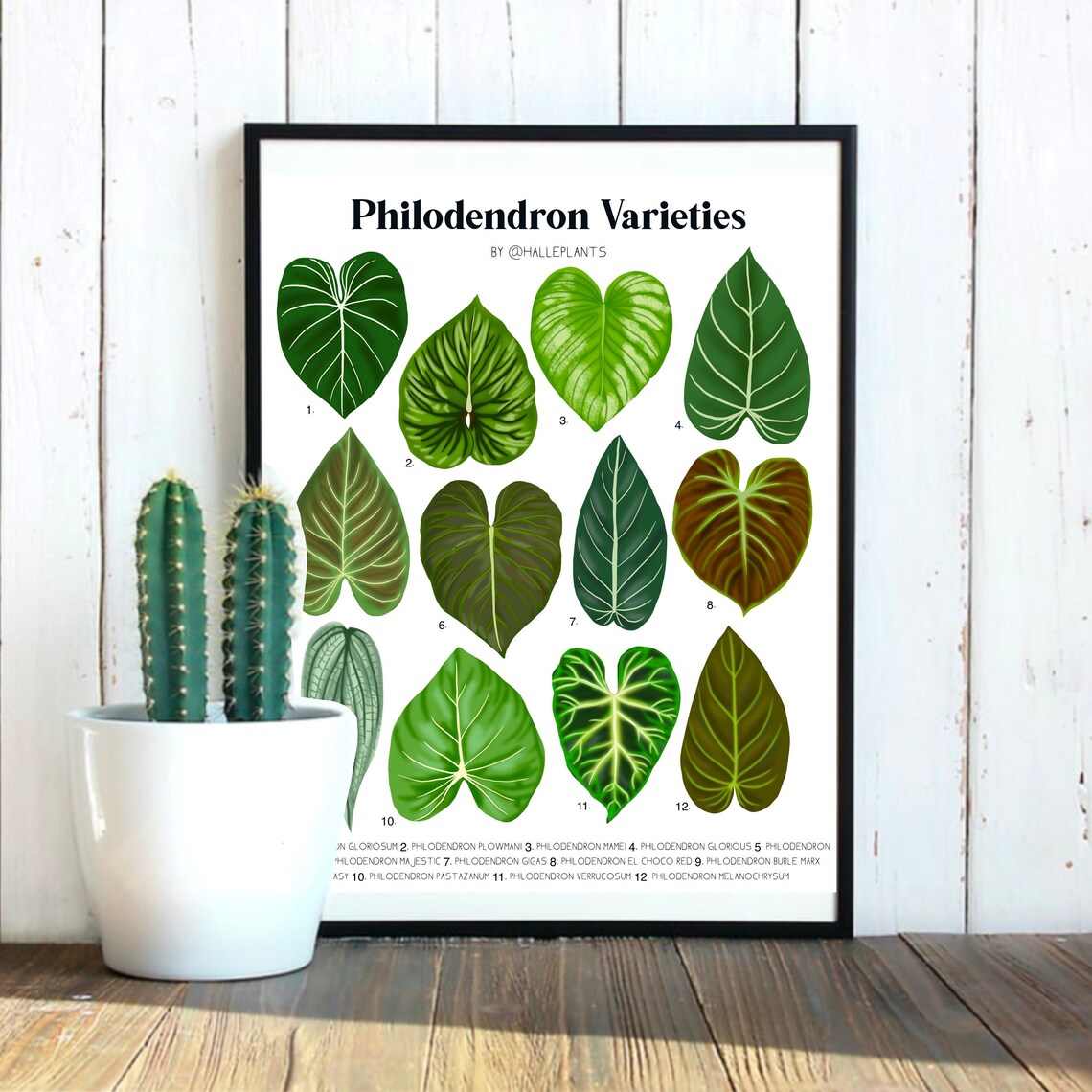 Velvet Philodendron Varieties Plant Identification Chart | Etsy