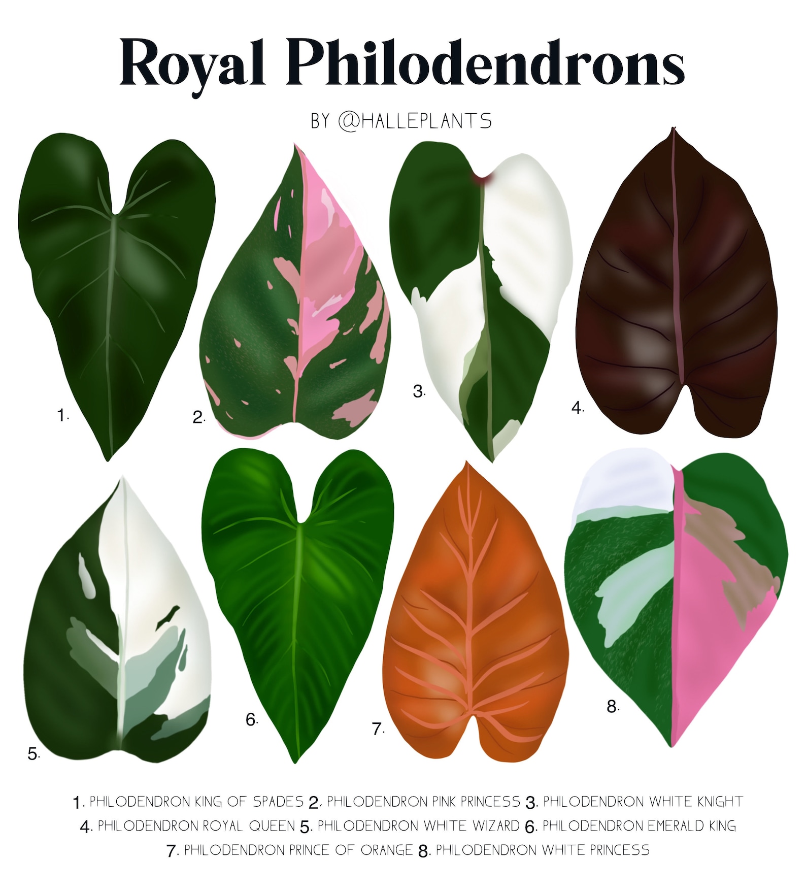 Royal Philodendron Varieties | Etsy