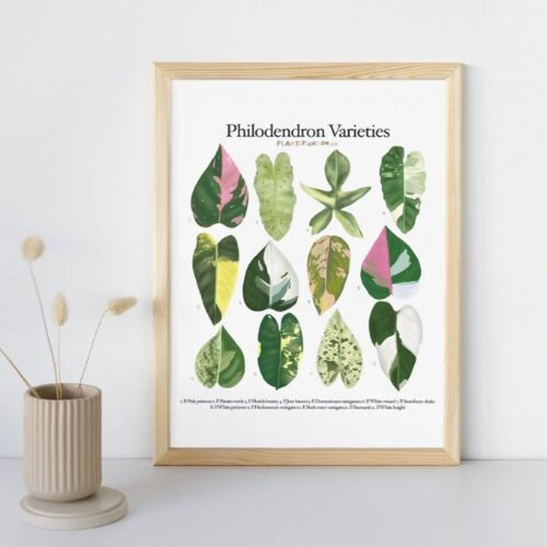 Variegated Philodendron Varieties - Plant Identification Chart ...