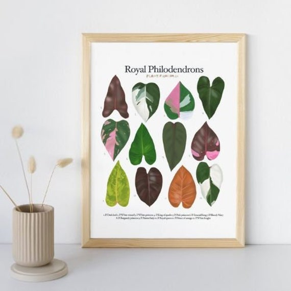 Royal Philodendron Varieties Plant Identification Chart Digital Download